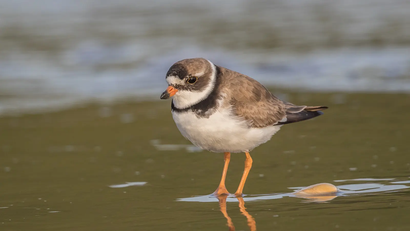Nova Scotia Archives - Maple Cross : Maple Cross